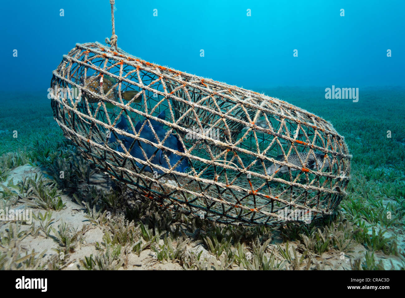 Round wire fish trap blue hi-res stock photography and images - Alamy