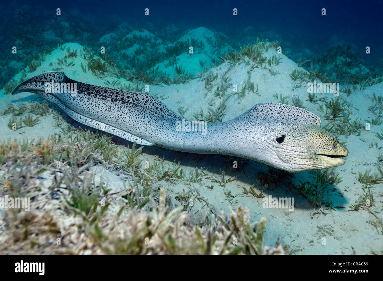 Mory hi-res stock photography and images - Alamy