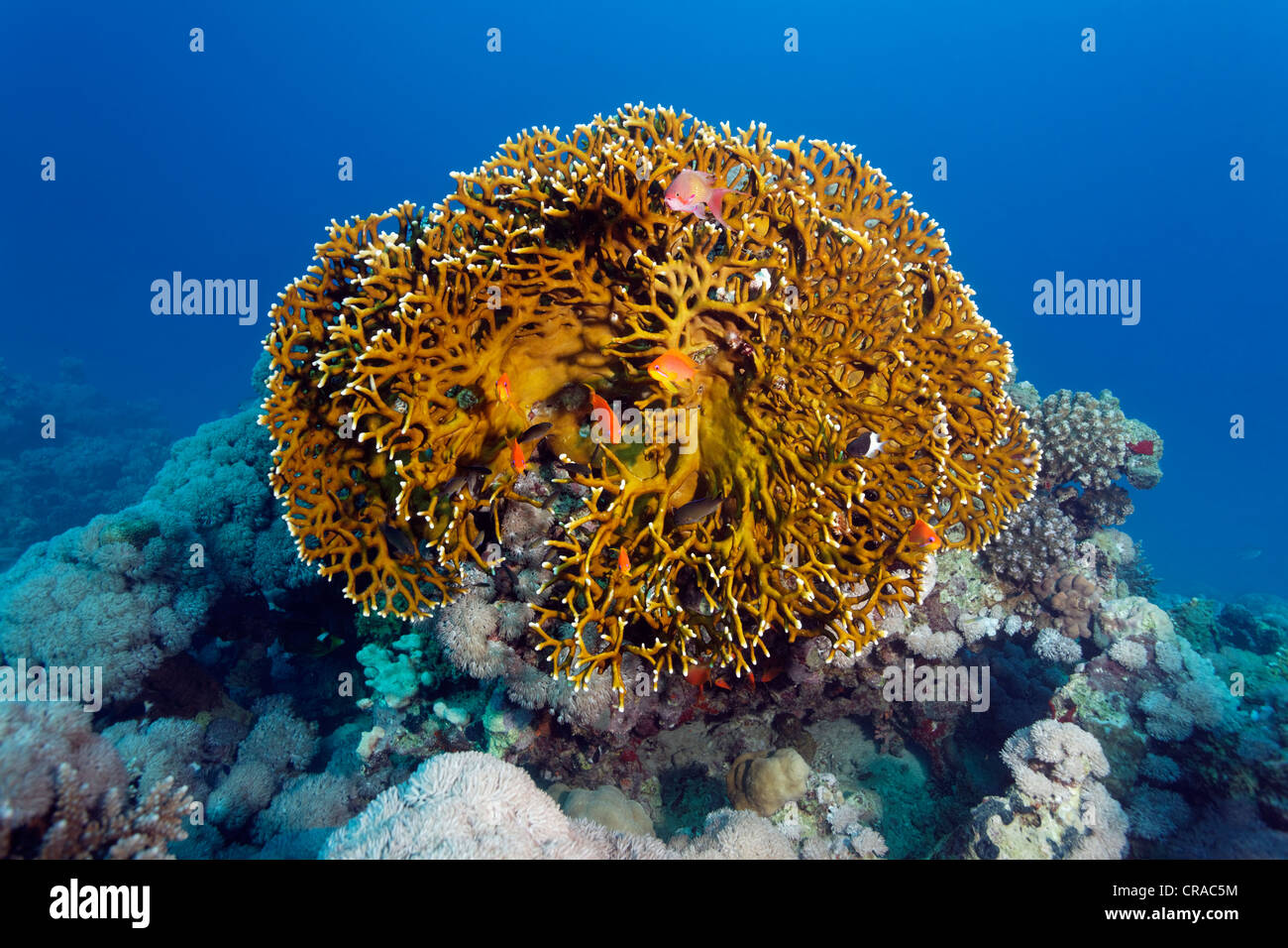 Coral reef with Net Fire Coral (Millepora dichotoma), Makadi Bay ...