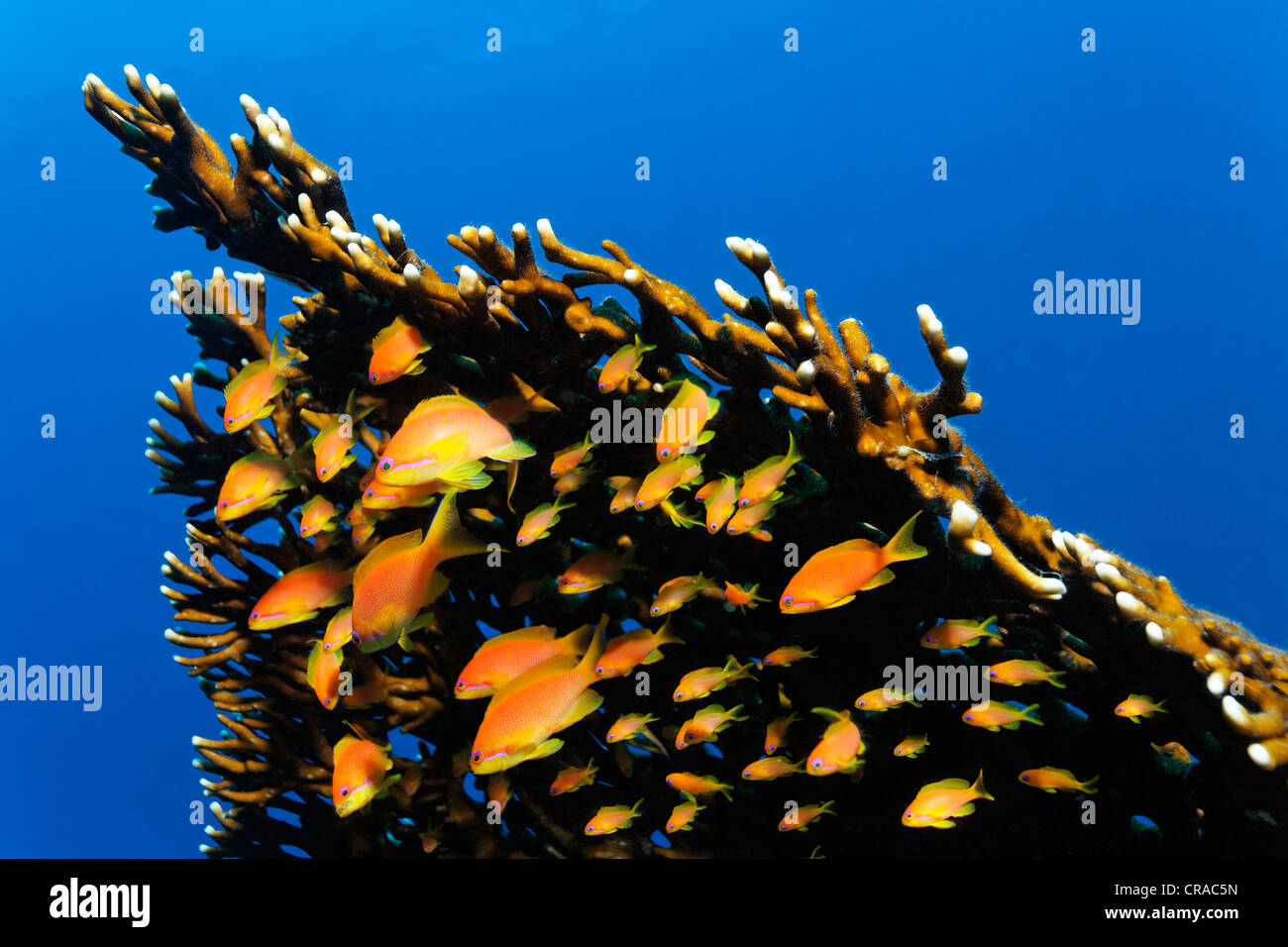 Basselets hi-res stock photography and images - Alamy