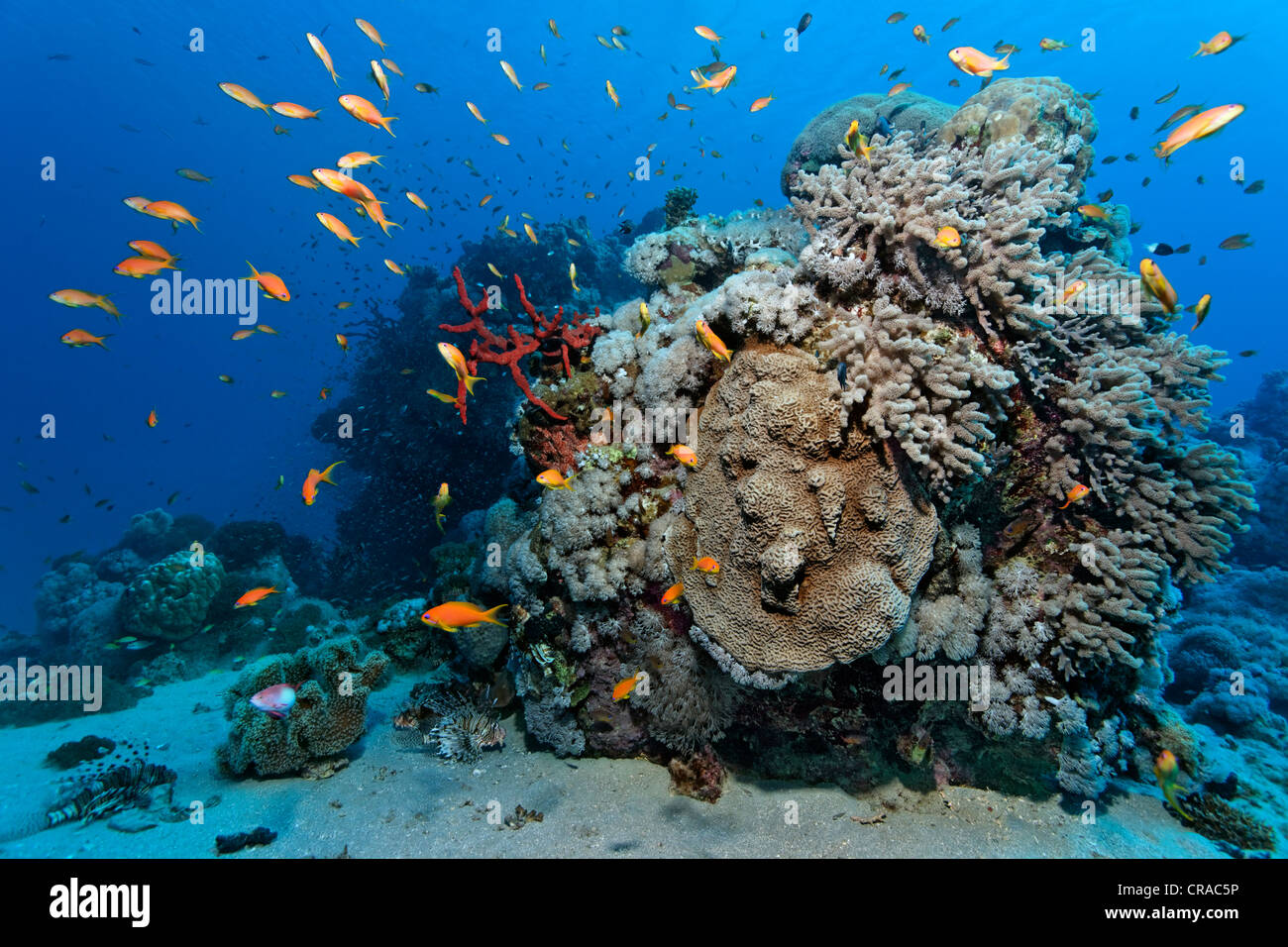 Basselets hi-res stock photography and images - Alamy