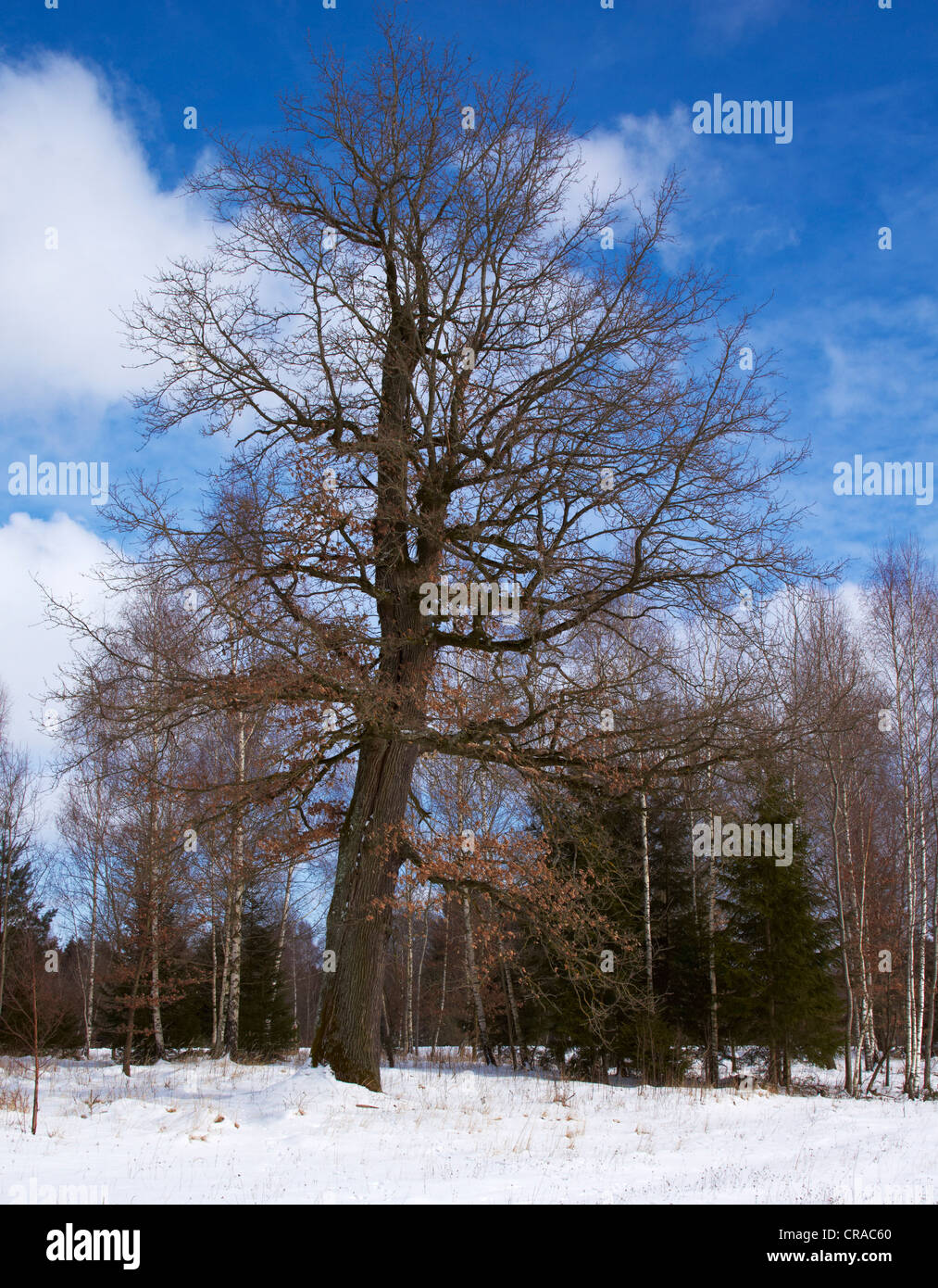 Quercus sp whole tree hi-res stock photography and images - Alamy