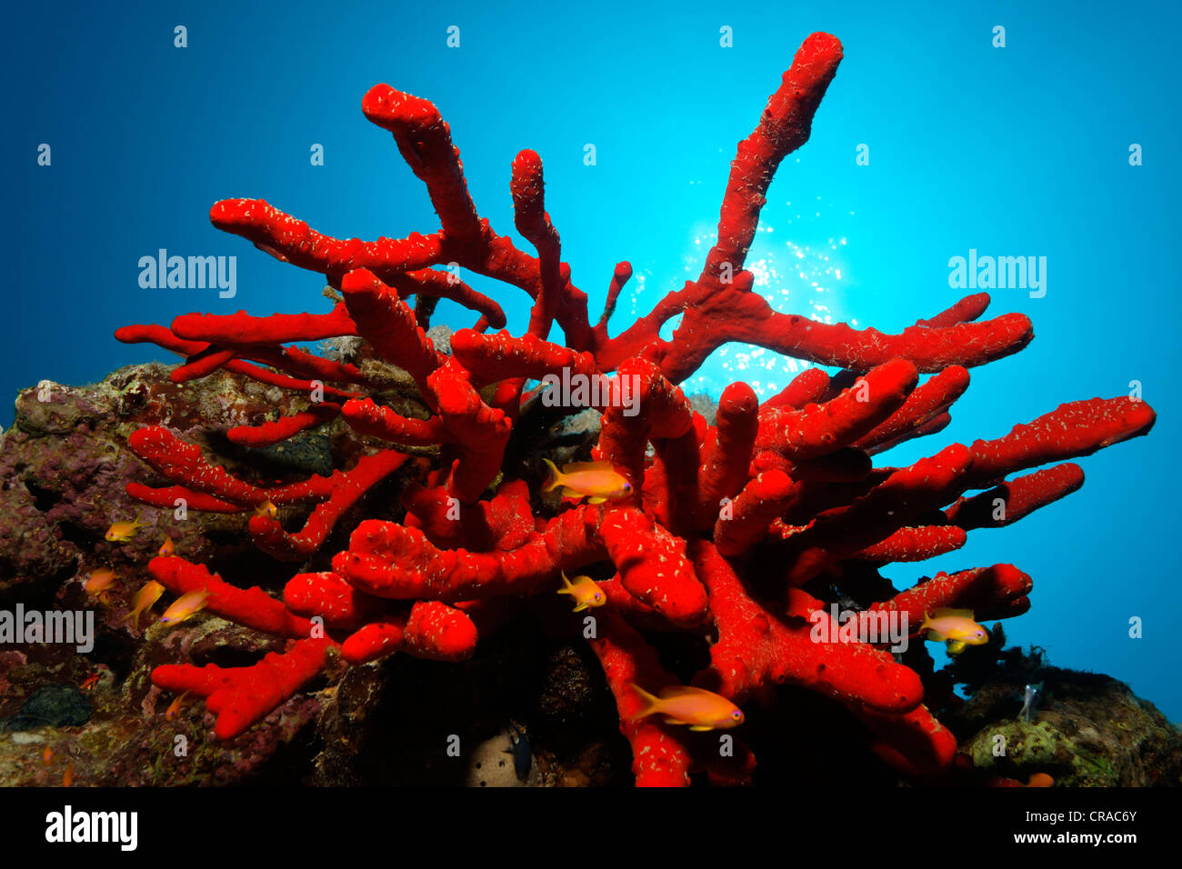 Poisonous Magnificent Fire Sponge (Latrunculia magnifica) and Fairy ...