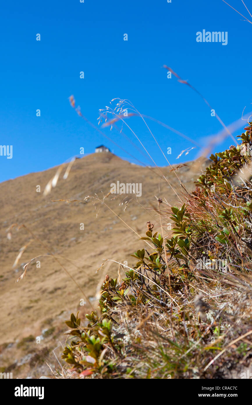 Elmo plant hi-res stock photography and images - Alamy