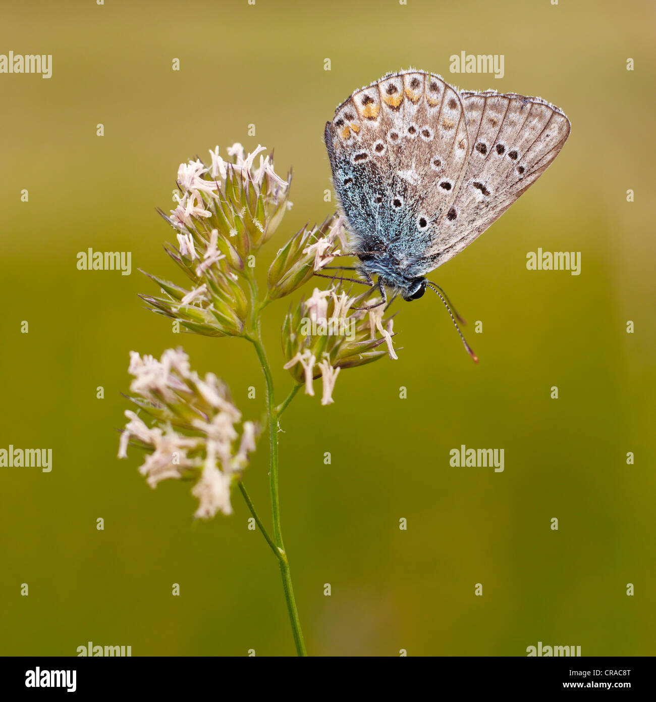Gossamer-winged butterfly (Lycaenidae), Firnhaberau, Augsburg, Bavaria ...