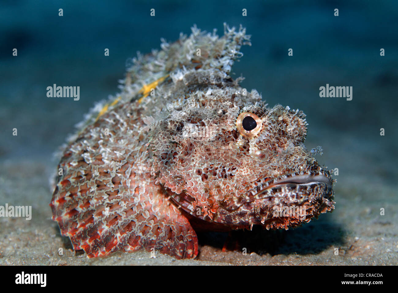 Bearded scorpionfish hi-res stock photography and images - Alamy