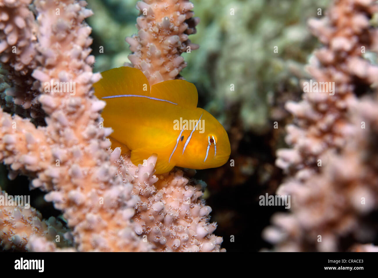 Poison Goby (Gobiodon citrinus), hiding in Agropora Coral (Agropora sp ...