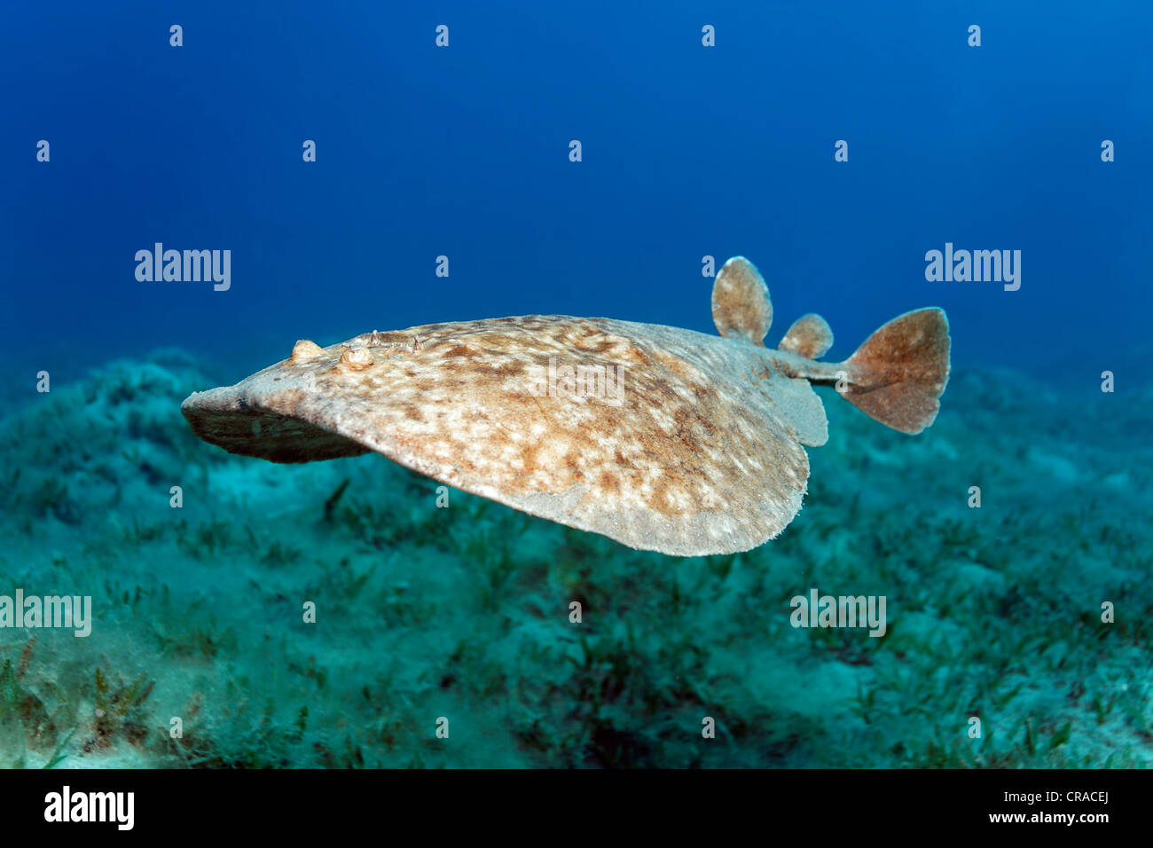 Leopard Torpedo (Torpedo panthera) above seaweed, Makadi Bay, Hurghada ...
