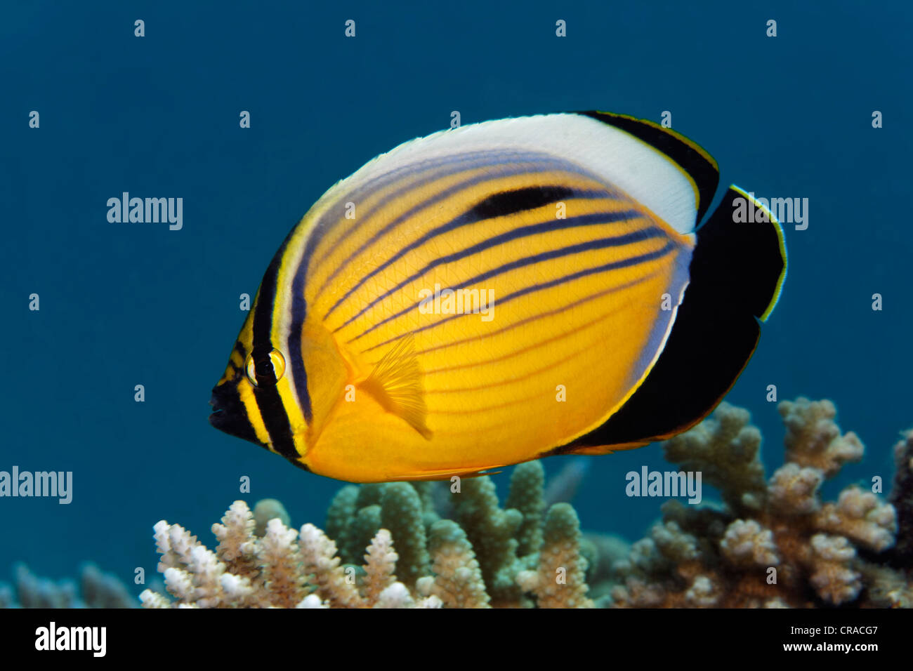 Black-Tailed Butterfish or Blacktail butterfish (Chaetodon austriacus ... Black-Tailed Butterfish or Blacktail butterfish (Chaetodon austriacus ...