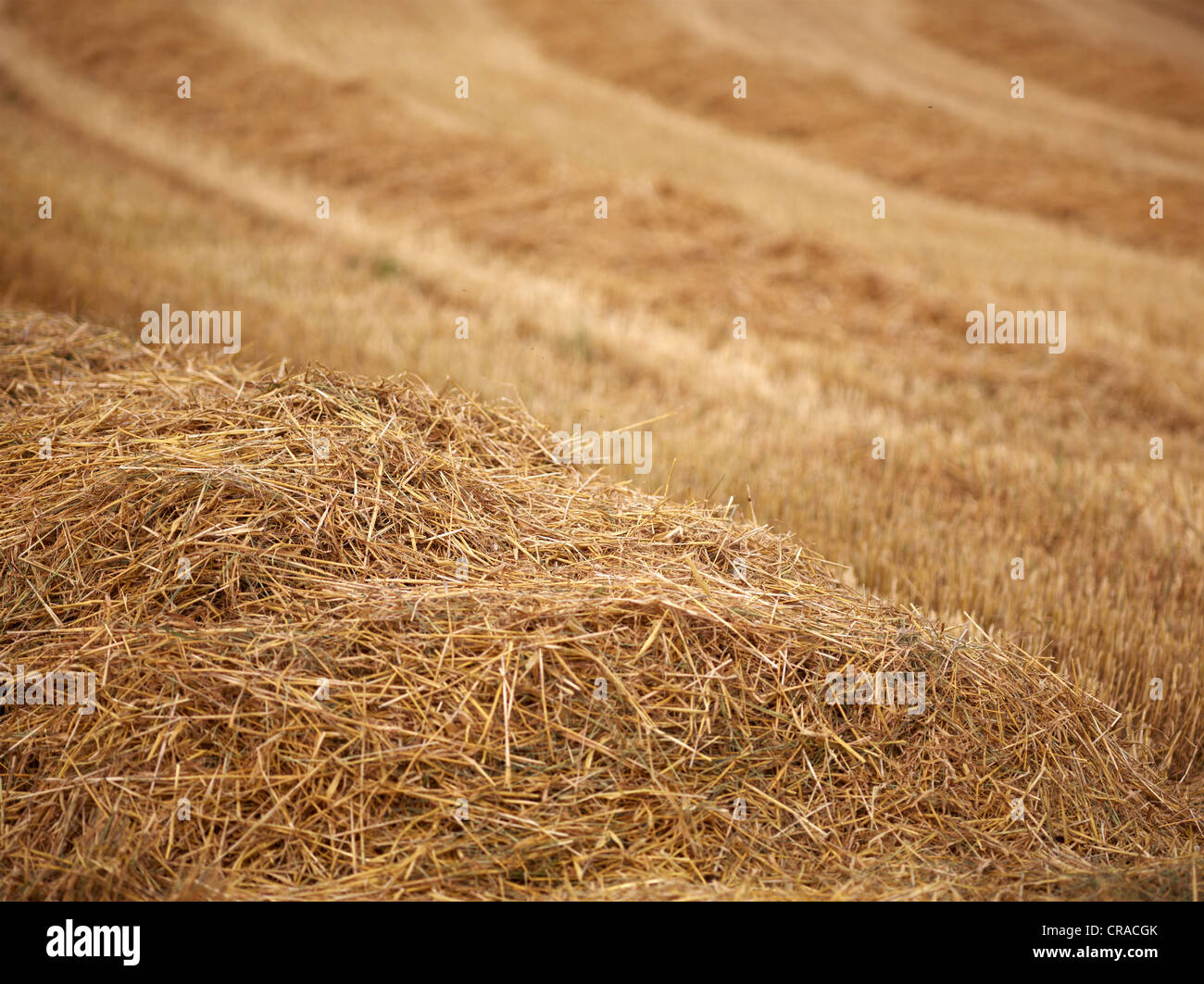 Mowed Lawns High Resolution Stock Photography and Images - Alamy