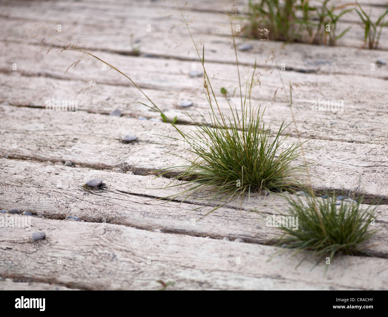Grass growing between wooden sleepers, Lech, Augsburg, Swabia, Bavaria ...