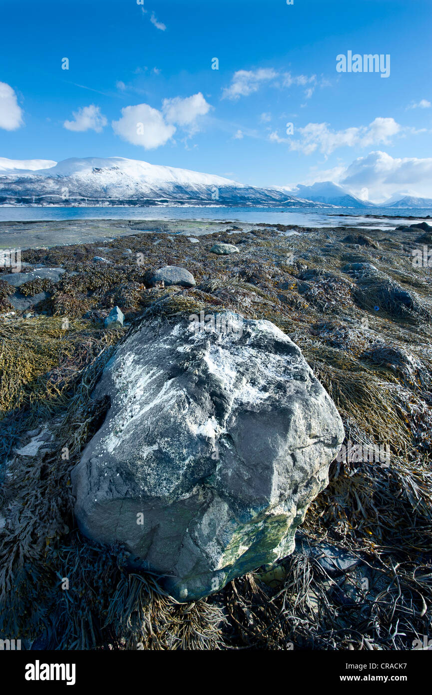Sea grass and rocks on a beach during low tide with a mountain ridge in ...