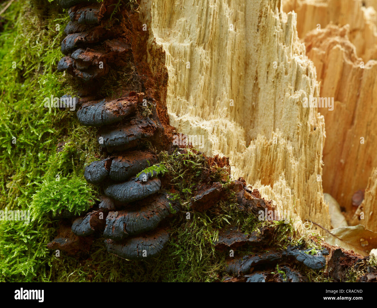 Moss on tree fungus on an old rotten tree, forest near Emmersacker ...