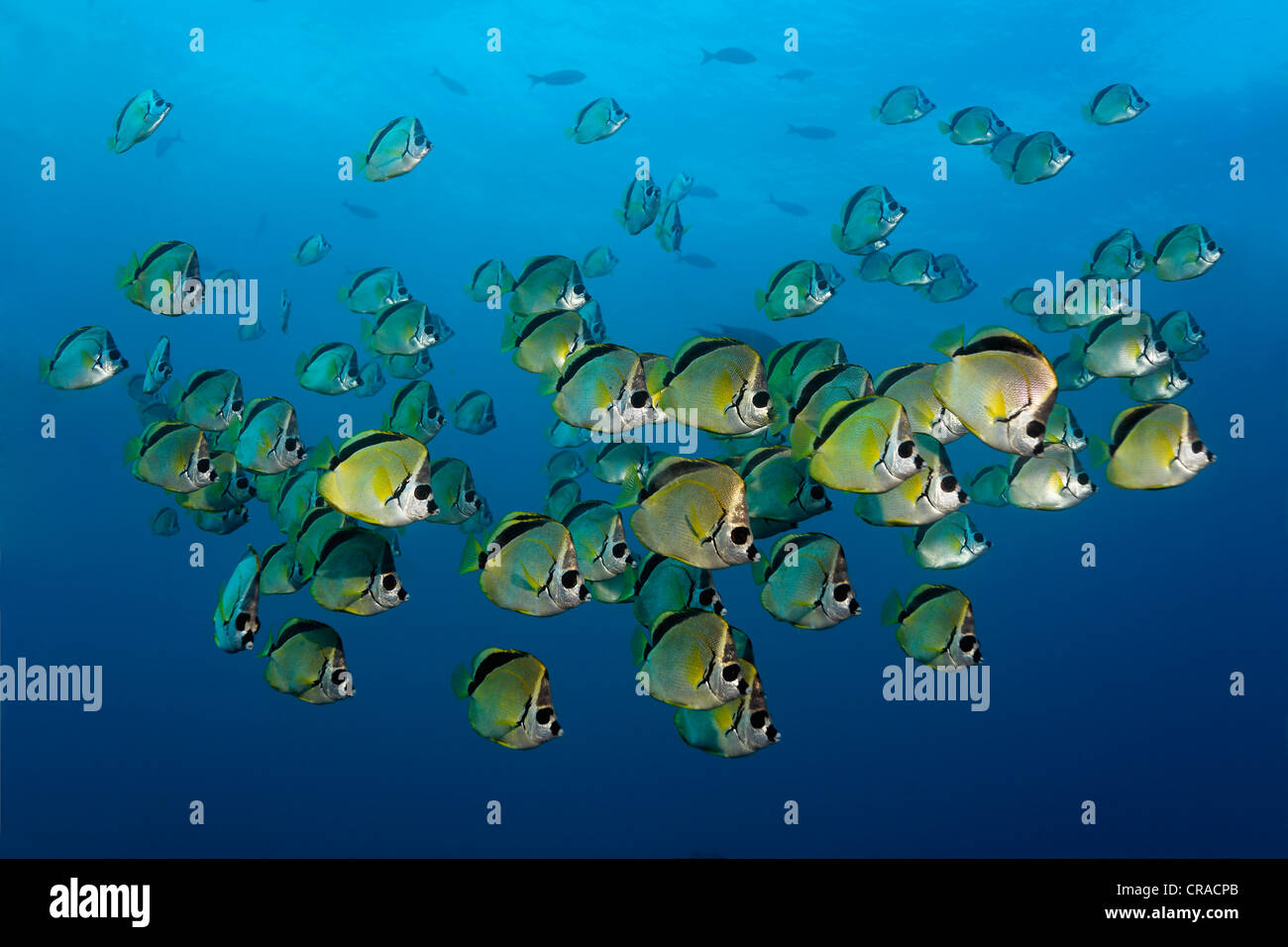 Butterflyfish school High Resolution Stock Photography and Images - Alamy