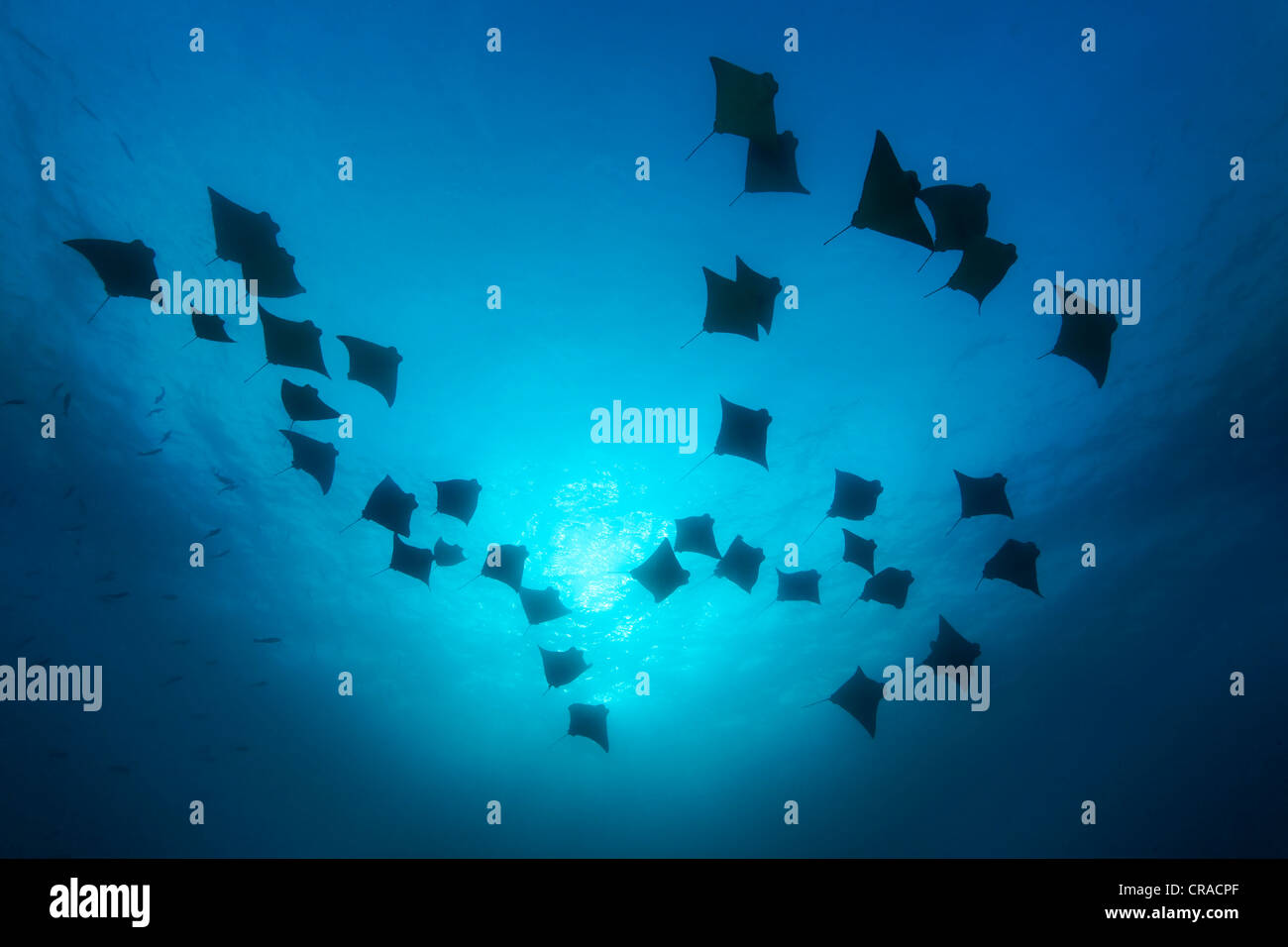 Pacific cownose rays hi-res stock photography and images - Alamy