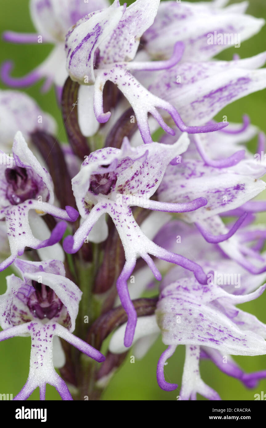 Flower orchid plant vertical hi-res stock photography and images - Alamy