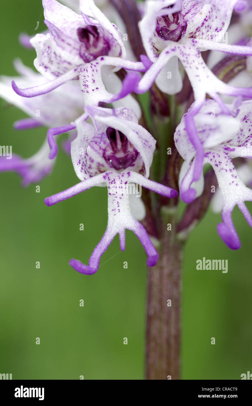 MONKEY ORCHID Orchis simia Stock Photo - Alamy
