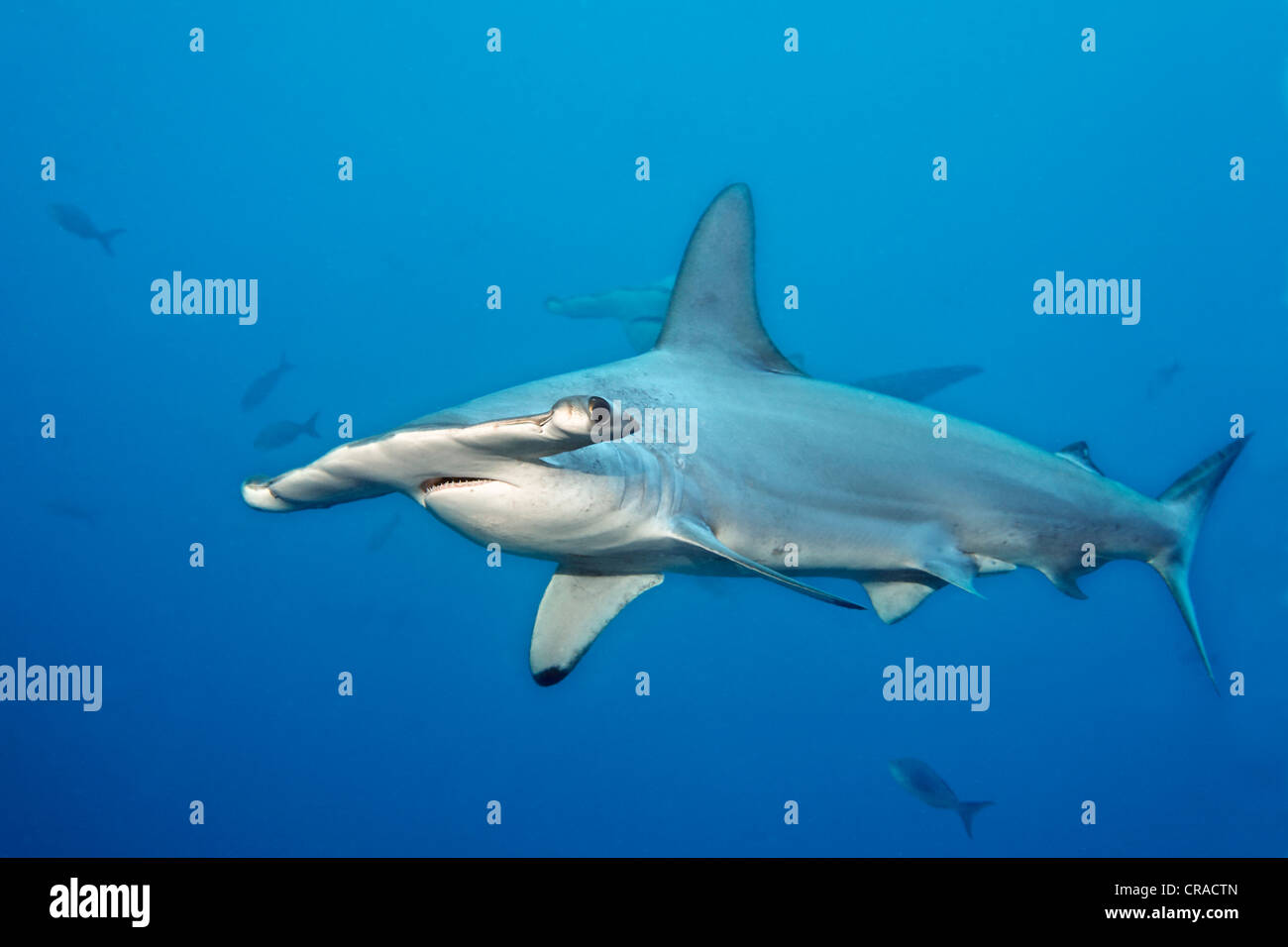 Pacific Rim Hammerhead