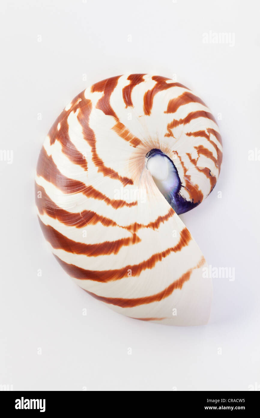 Cross section chambered nautilus shell hi-res stock photography and ...