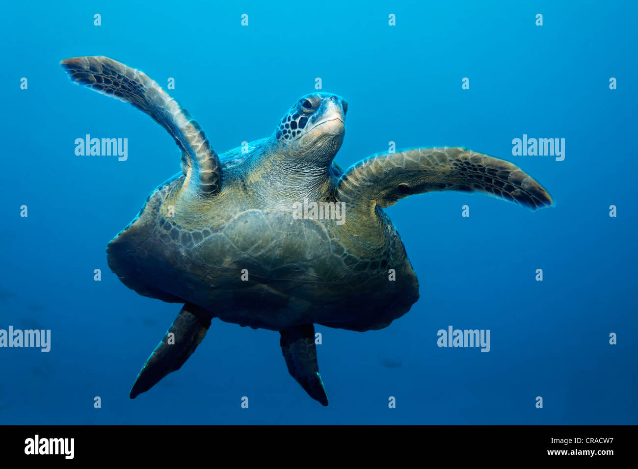Green sea turtle (Chelonia mydas), Teodoro Wolf Island or Wenman Island ...