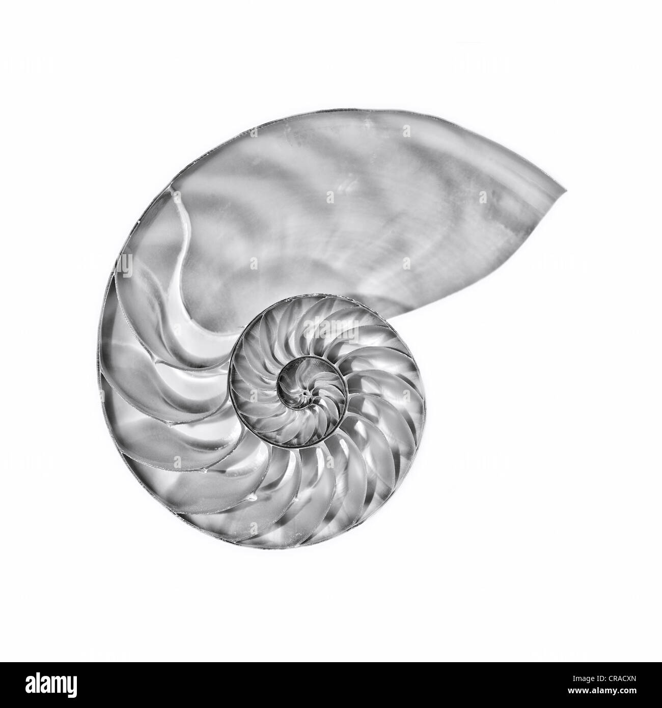 Cross section chambered nautilus shell Cut Out Stock Images & Pictures ... Cross section chambered nautilus shell Cut Out Stock Images & Pictures ...
