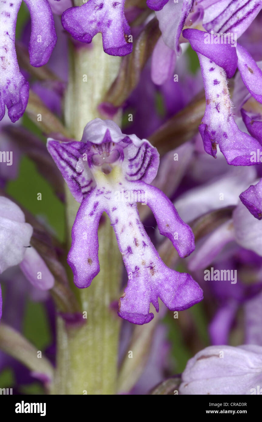 MILITARY ORCHID Orchis militaris Stock Photo - Alamy