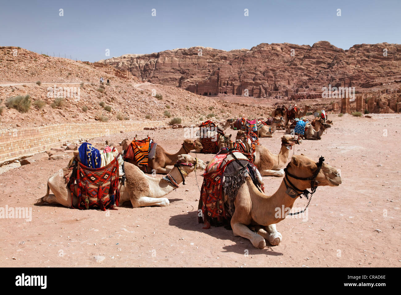 Old world camels hi-res stock photography and images - Alamy