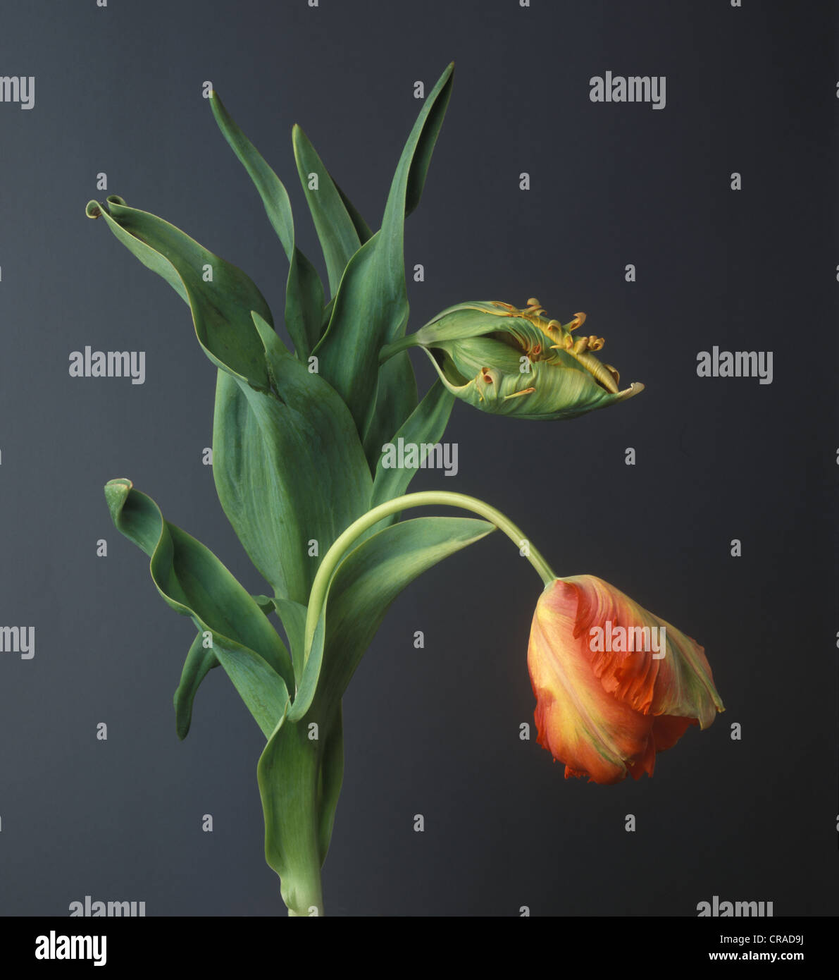 Orange parrot tulips on neutral grey background Stock Photo - Alamy