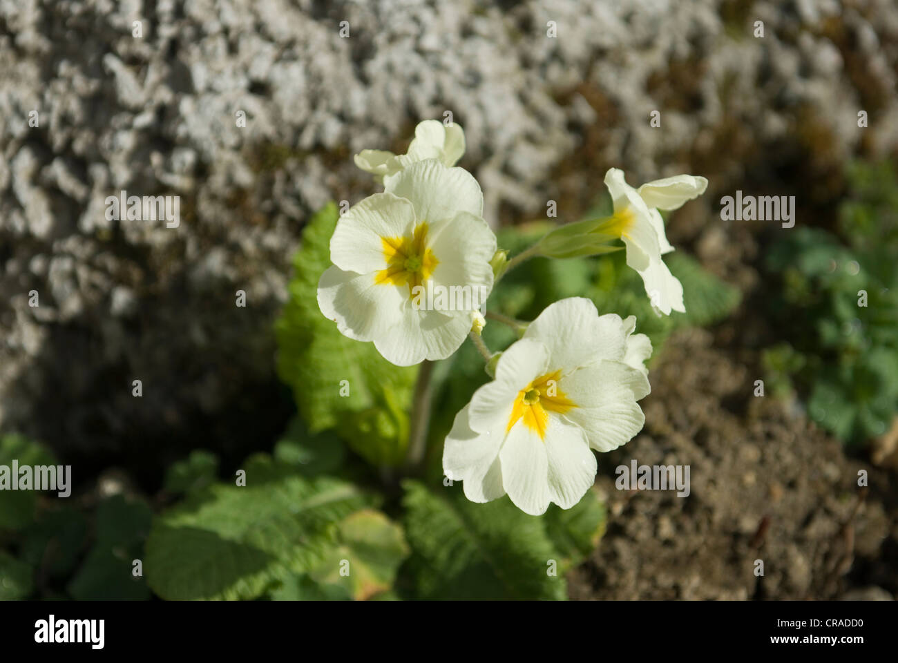 A primrose in flower enjoys the early spring sunshine Stock Photo - Alamy