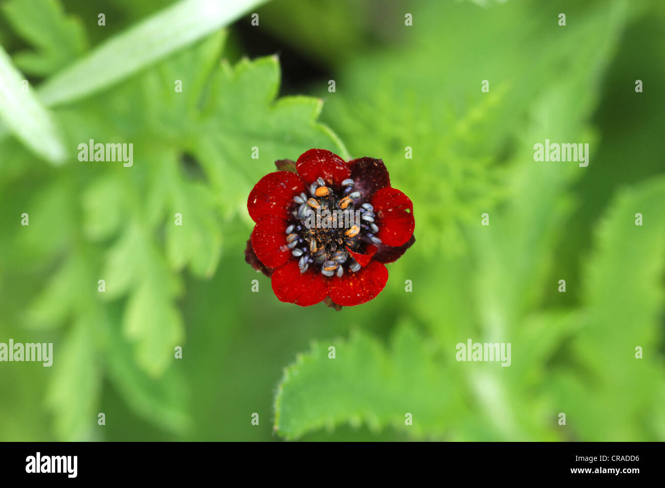 PHEASANT’S-EYE Adonis annua (Ranunculaceae Stock Photo - Alamy