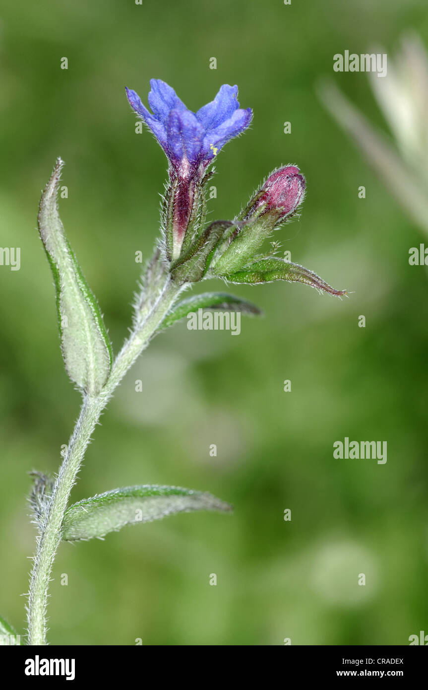 Gromwell plant hi-res stock photography and images - Alamy