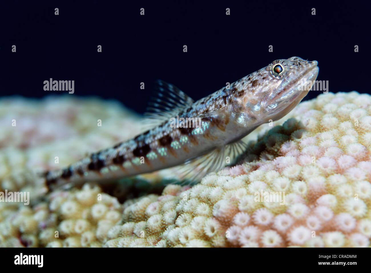 Variegated Lizardfish (Synodus variegatus) lying on stone coral ...