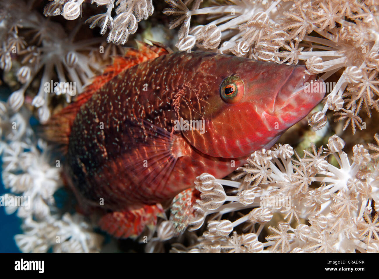 Xenia hi-res stock photography and images - Alamy