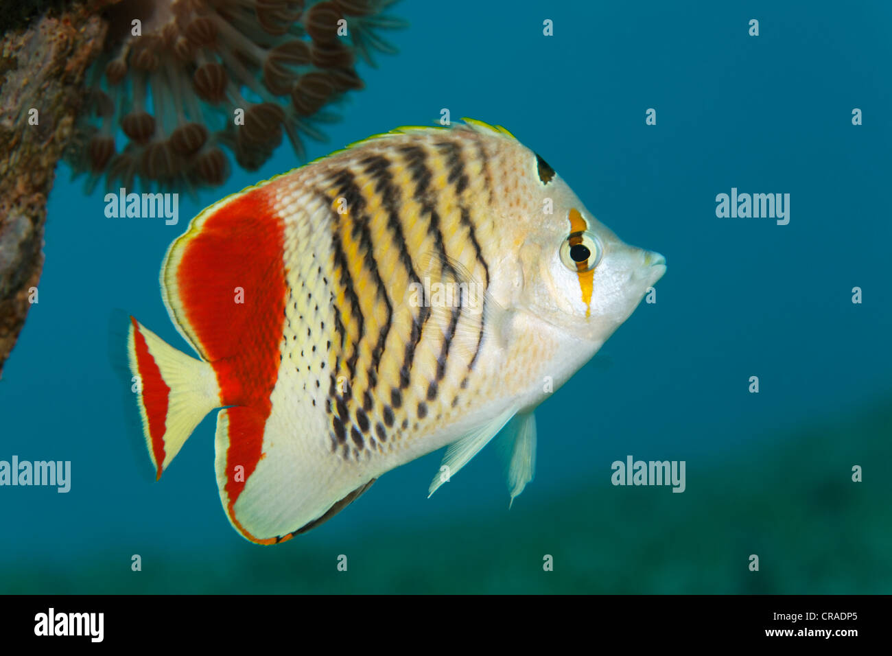 Eritrean Butterflyfish or Crown Butterflyfish (Chaetodon paucifasciatus ...