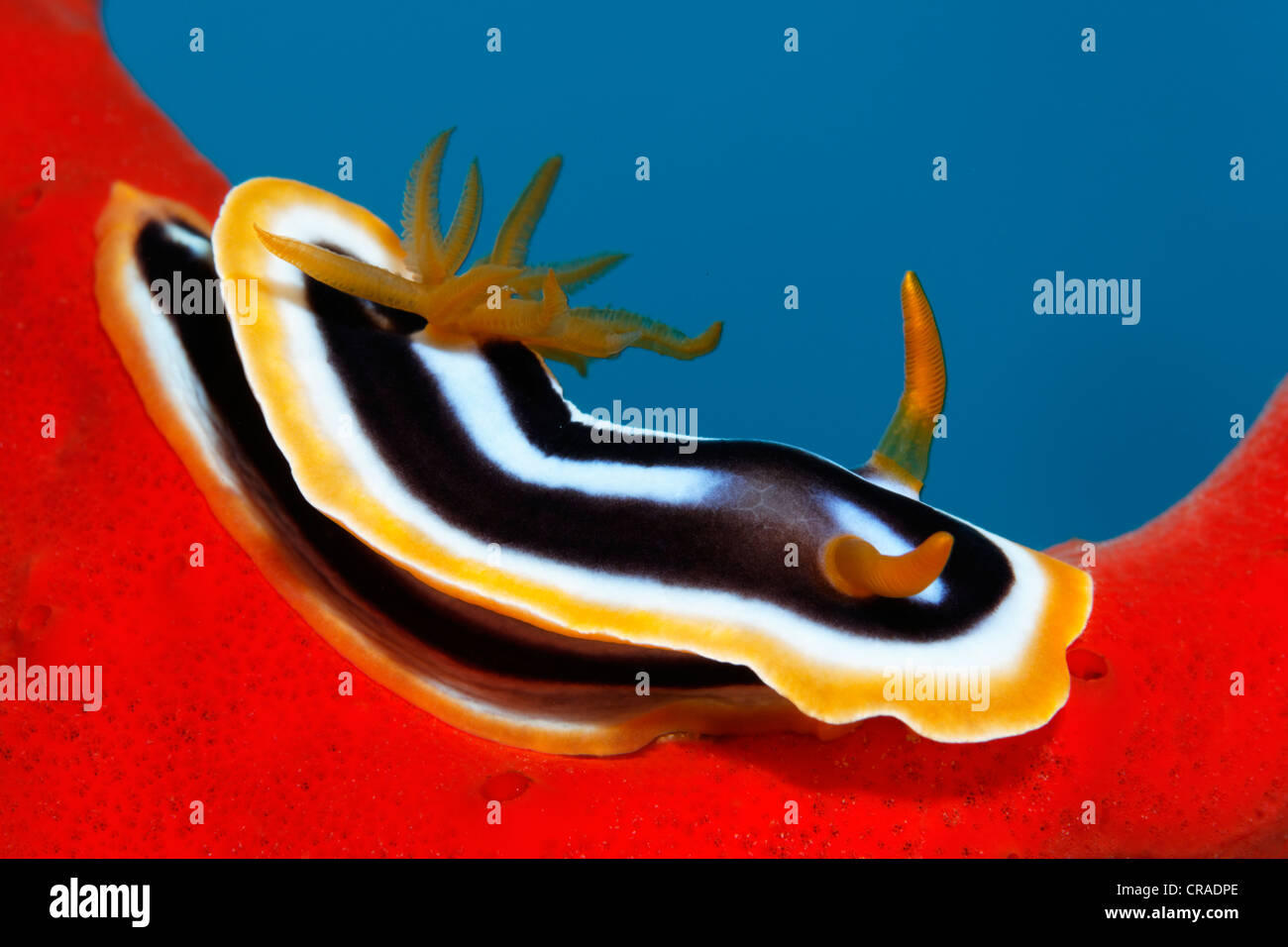 Magnificent Fire Sponge, (Latrunculia magnifica, Latrunculia corticata ...