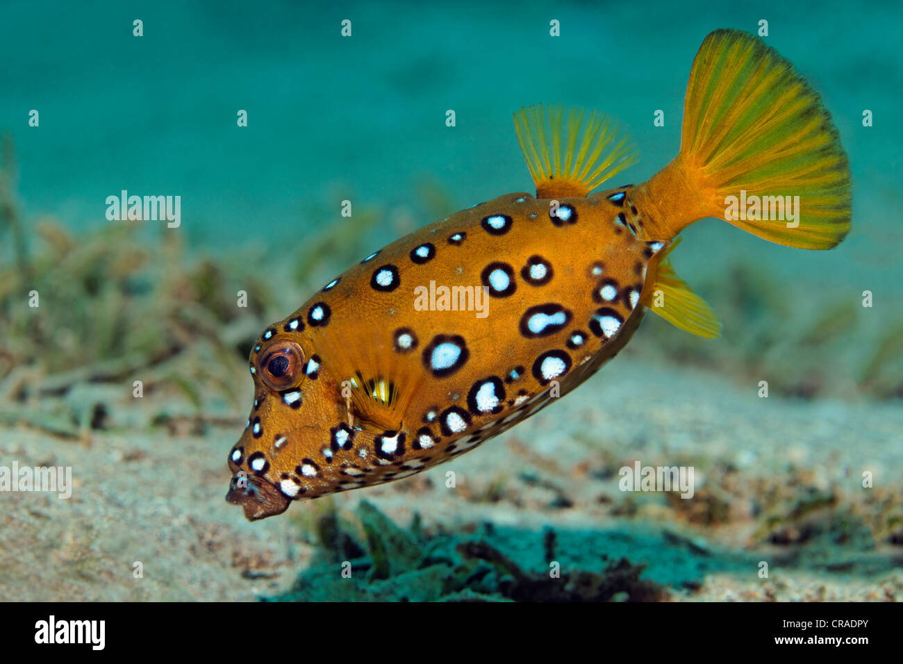 Yellow boxfish (Ostracion cubicus), above sandy bottom, Hashemite ...