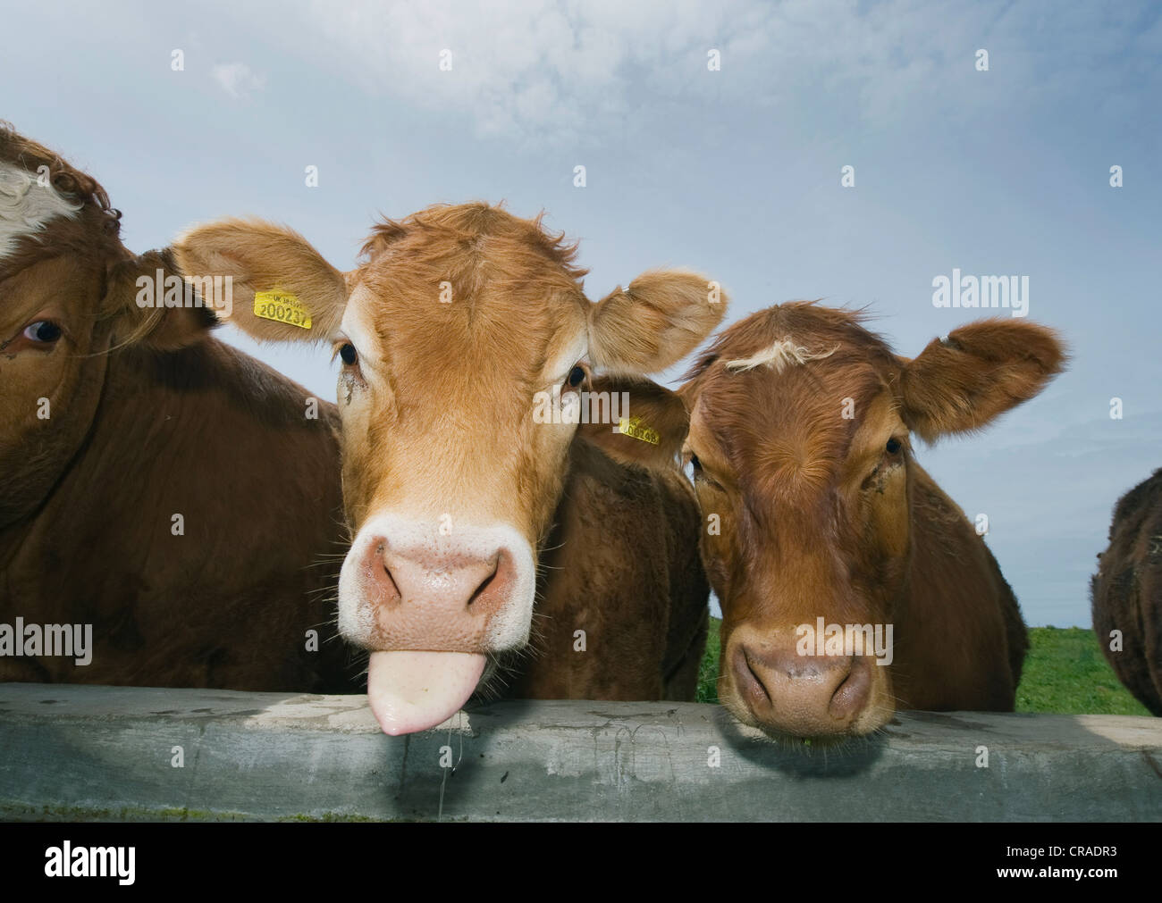Scilly cornwall england cow funny hi-res stock photography and images ...