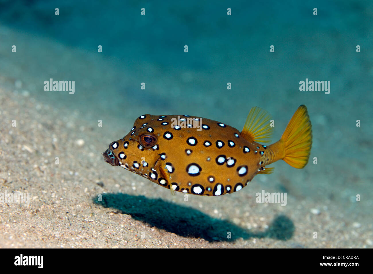 Boxfish hi-res stock photography and images - Alamy