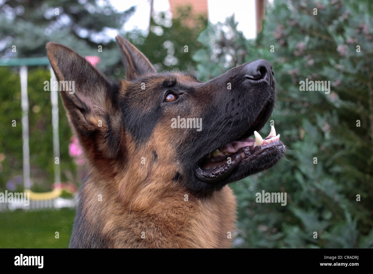 German Shepherd dog in a garden, portrait Stock Photo - Alamy