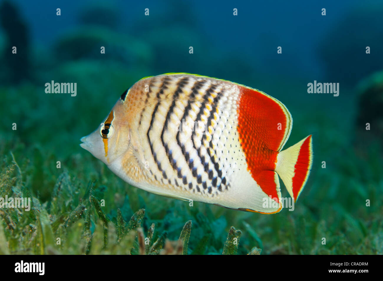 Eritrean Butterflyfish or Crown Butterflyfish (Chaetodon paucifasciatus ...