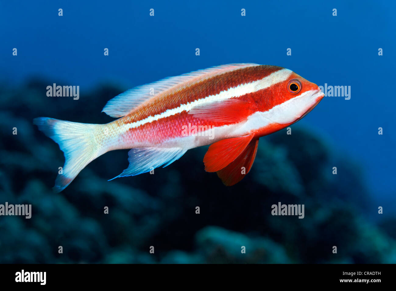 Anthias Pseudanthias High Resolution Stock Photography and Images - Alamy