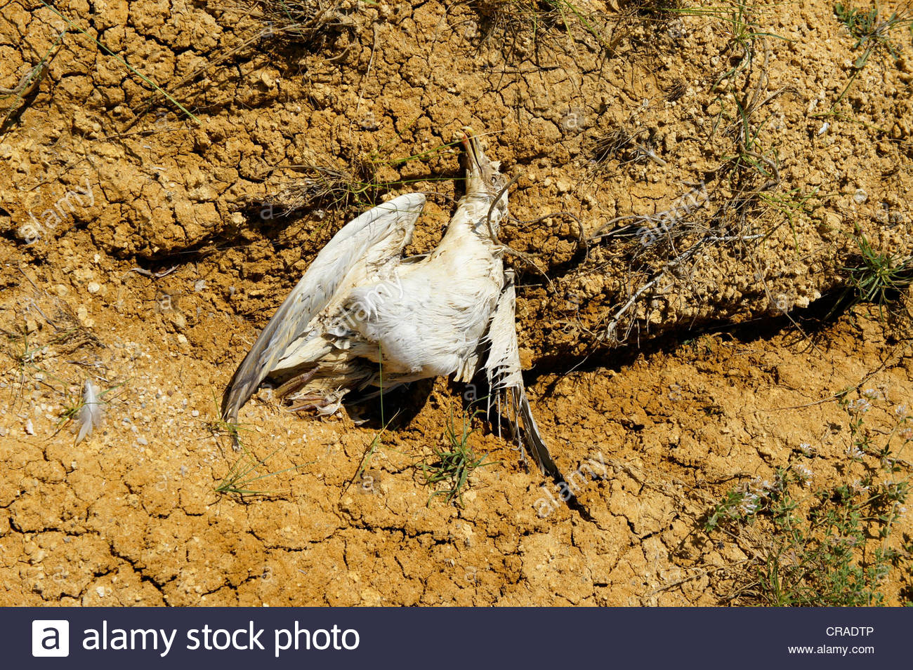 Dead Seagull Stock Photos & Dead Seagull Stock Images - Alamy