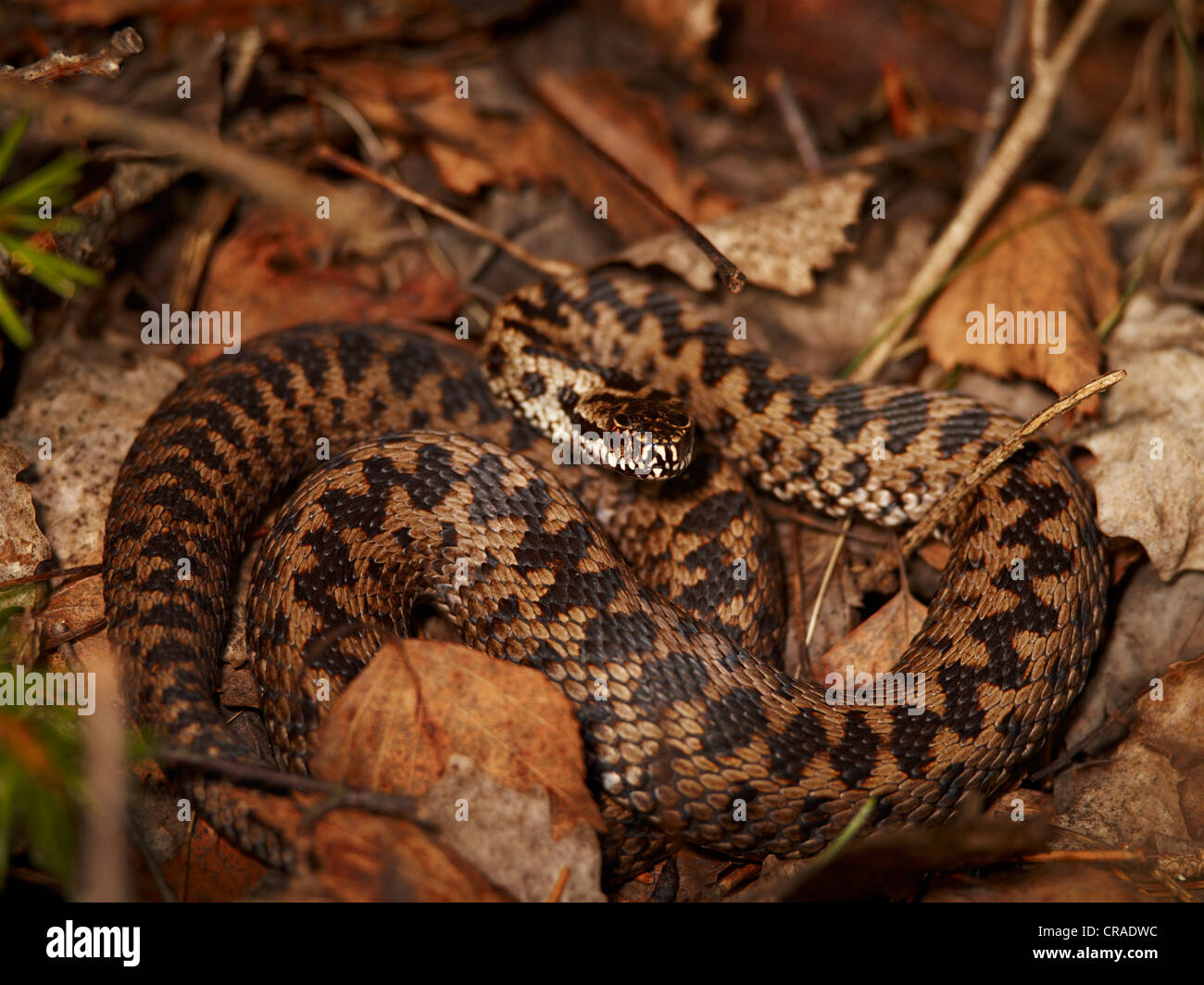 Male adder common european viper hi-res stock photography and images ...