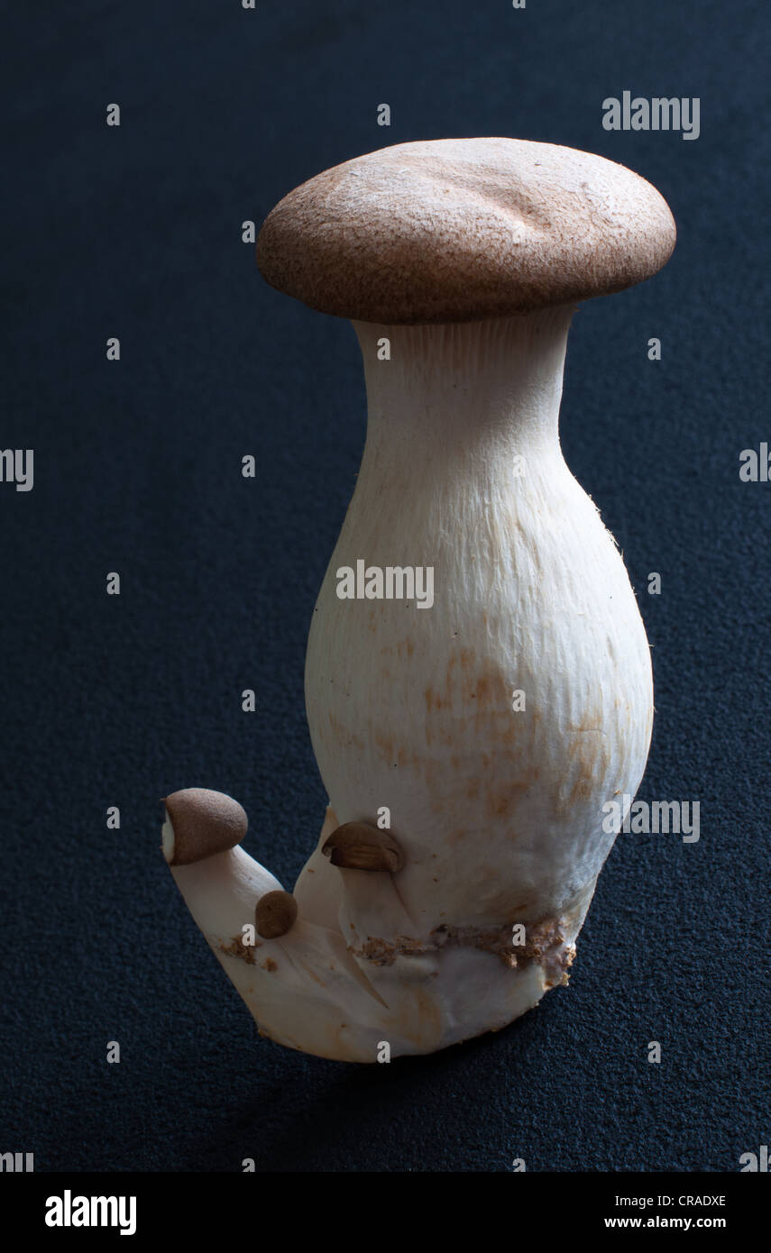 Eringi king oyster mushroom hi-res stock photography and images - Alamy