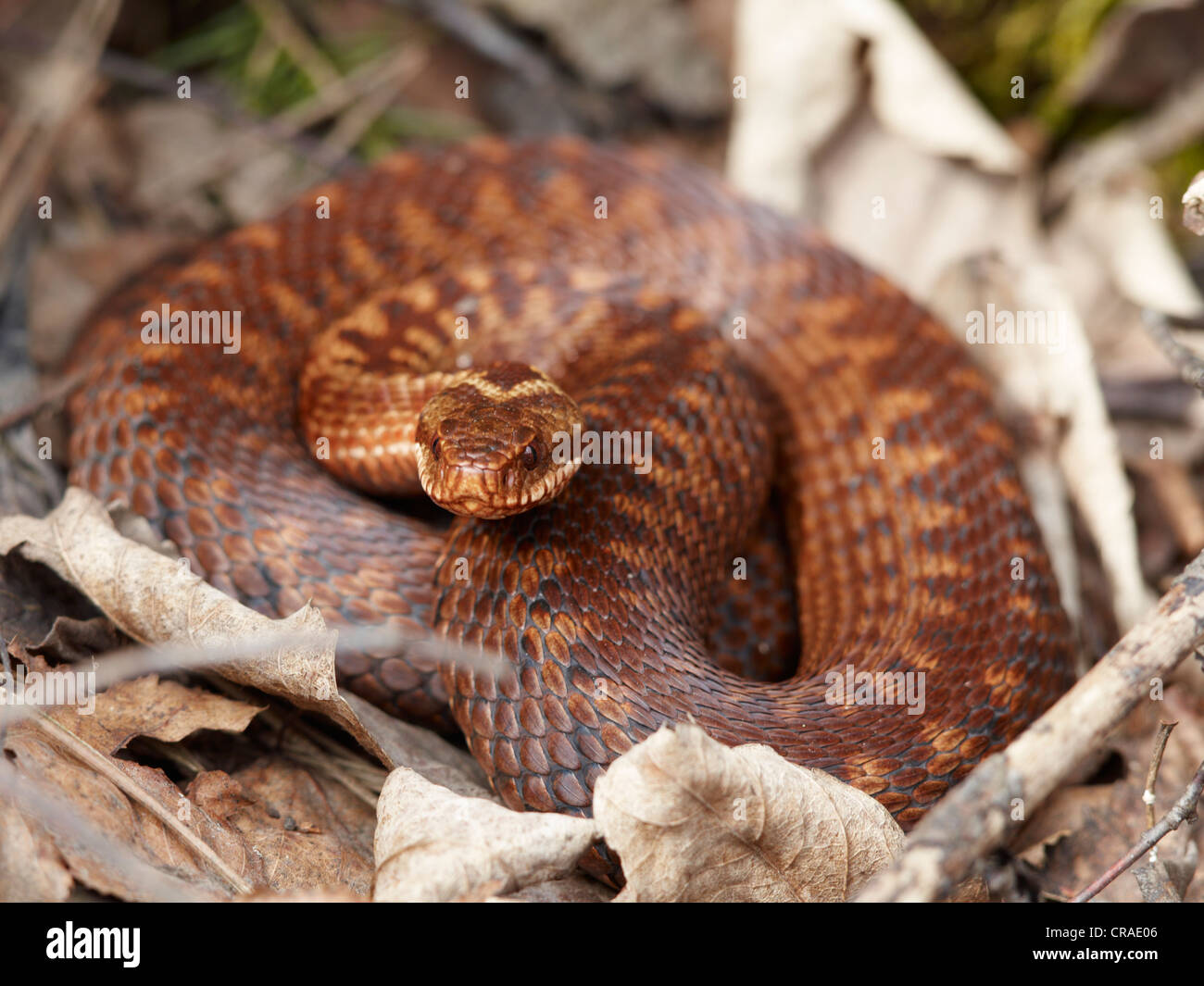 Common European adder or Common European viper (Vipera berus), female ...