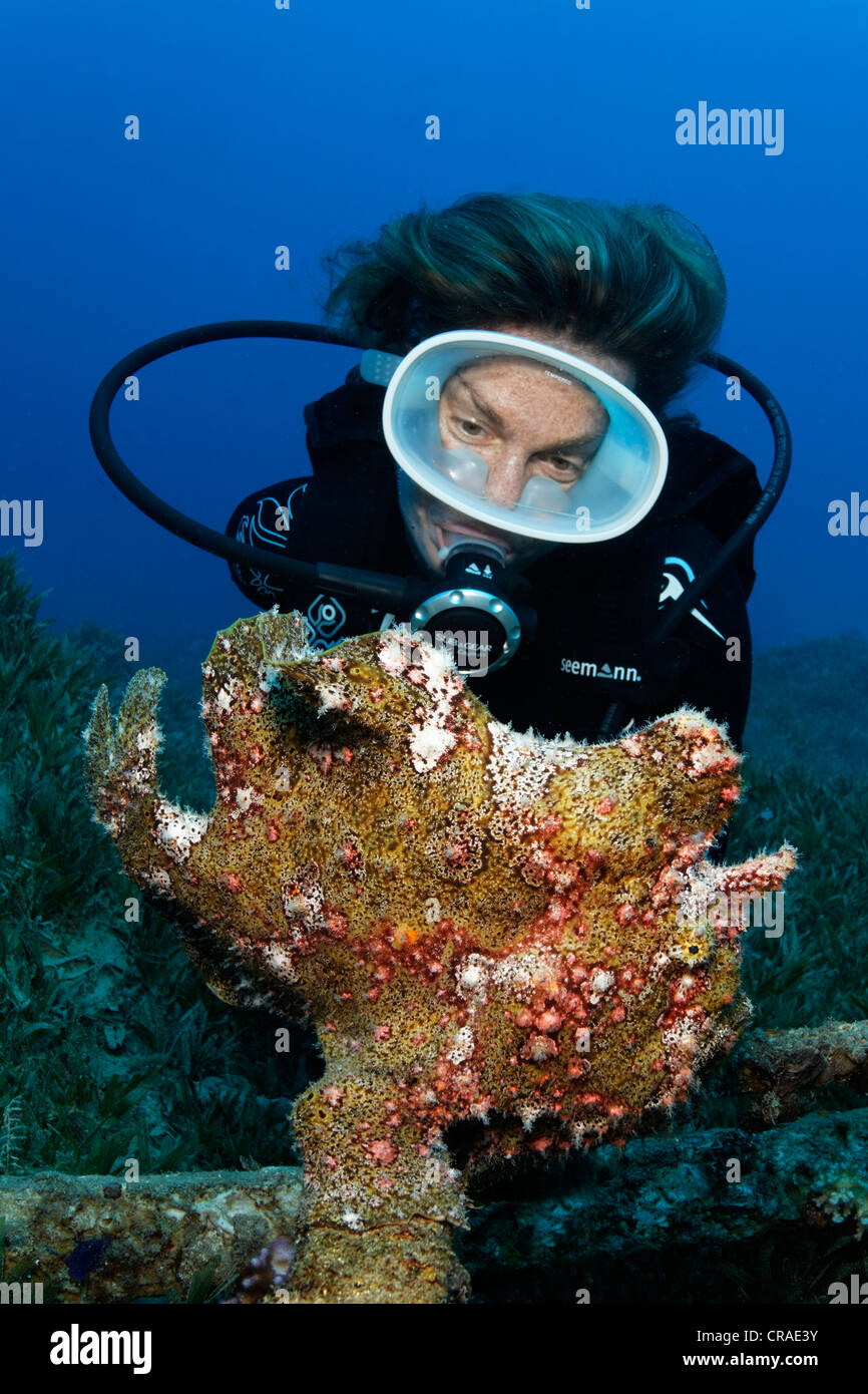 Diver watching a Painted anglerfish (Antennarius pictus), Hashemite ...