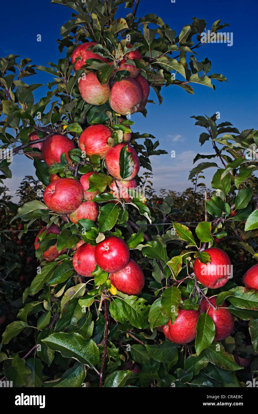 Red, ripe apples ready to be harvested on Lake Constance, Baden ...