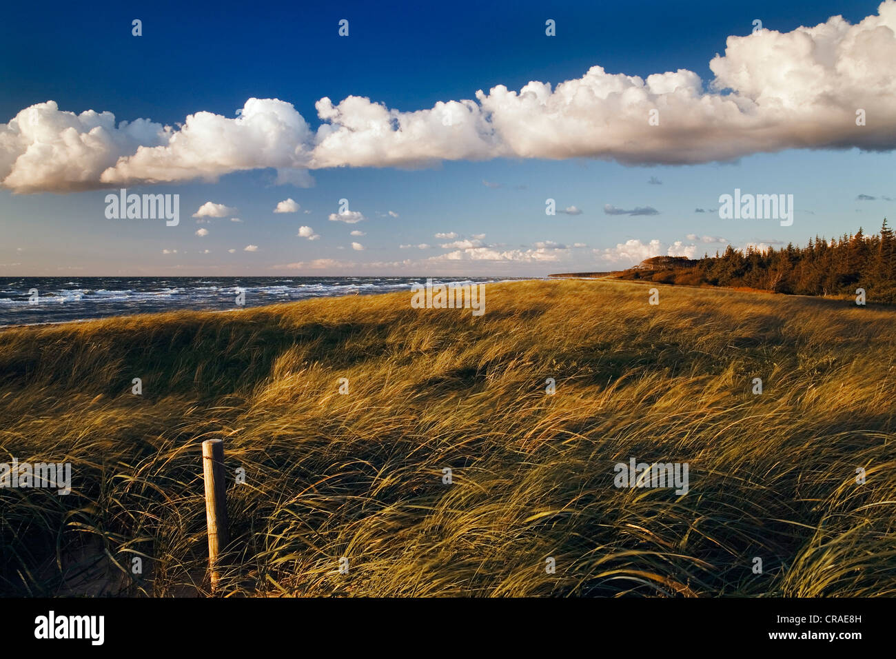 Evening mood at Darsser Weststrand beach with the Baltic Sea and ...