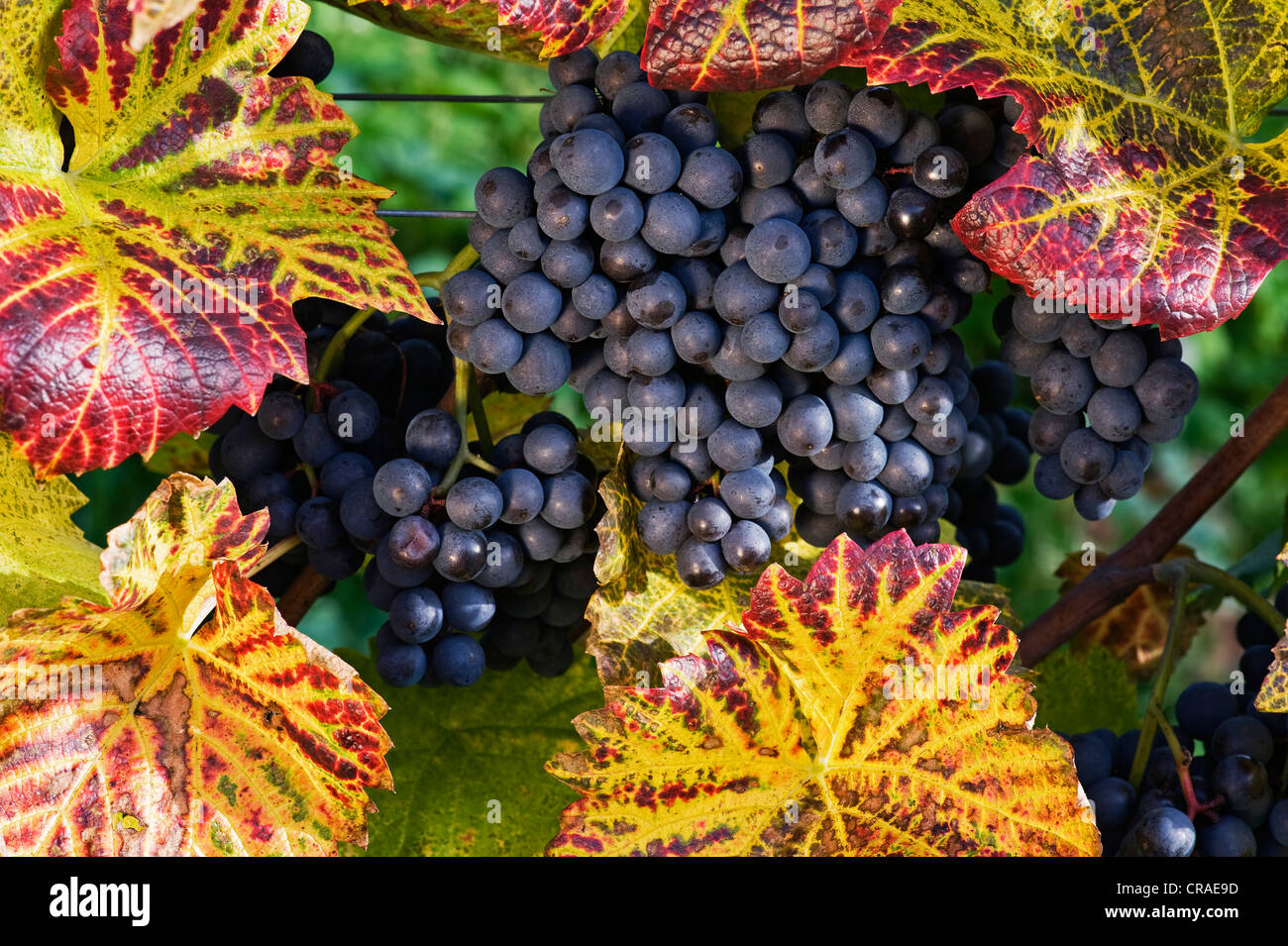Botany grape vine vitis european grapevine vitis vinifera hi-res stock photography and images ...