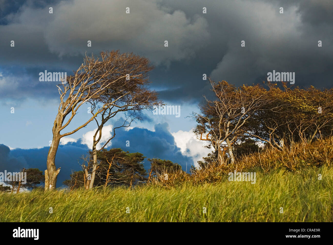Wind blown trees hi-res stock photography and images - Alamy